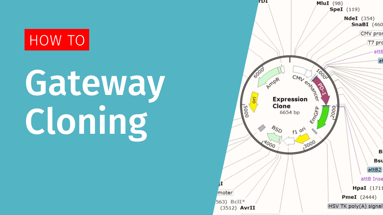 Gateway Cloning